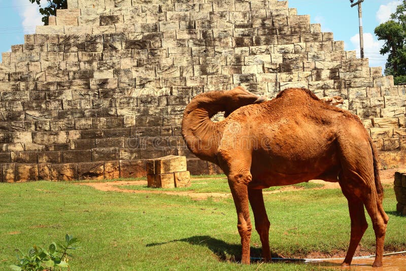 Camel Standing in the Garden. Stock Image - Image of berlin, tree: 46095827