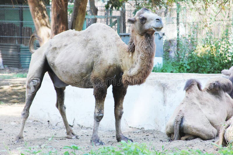 Camel stock image. Image of park, house, people, egypt - 59109849