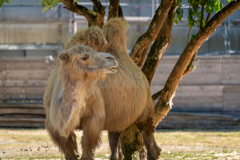 Camel Standing Majestically in a Sunny Grassland, with a Lush Tree ...