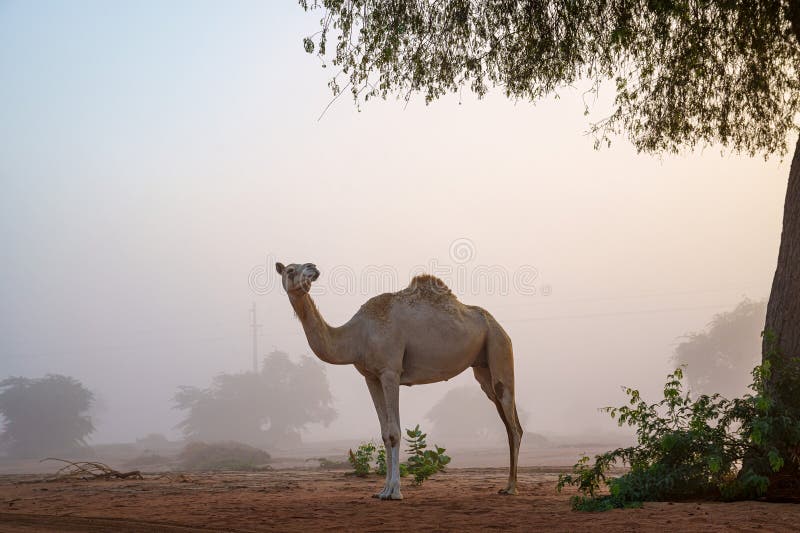 Camel Standing Near a Lone Tree in the Desert. Stock Image - Image of ...