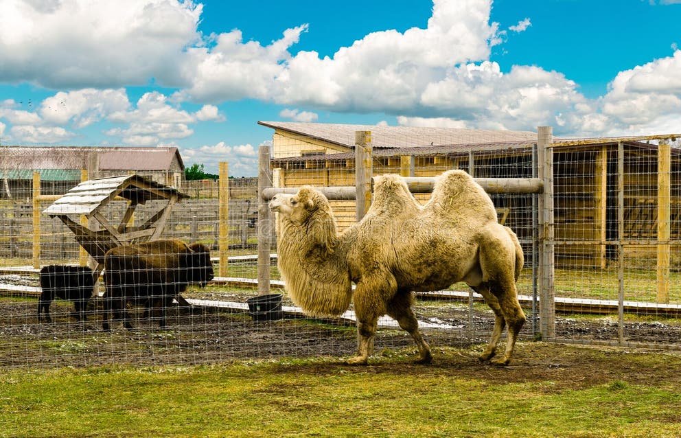 Camel left side. stock photo. Image of barn, mammal - 286840464