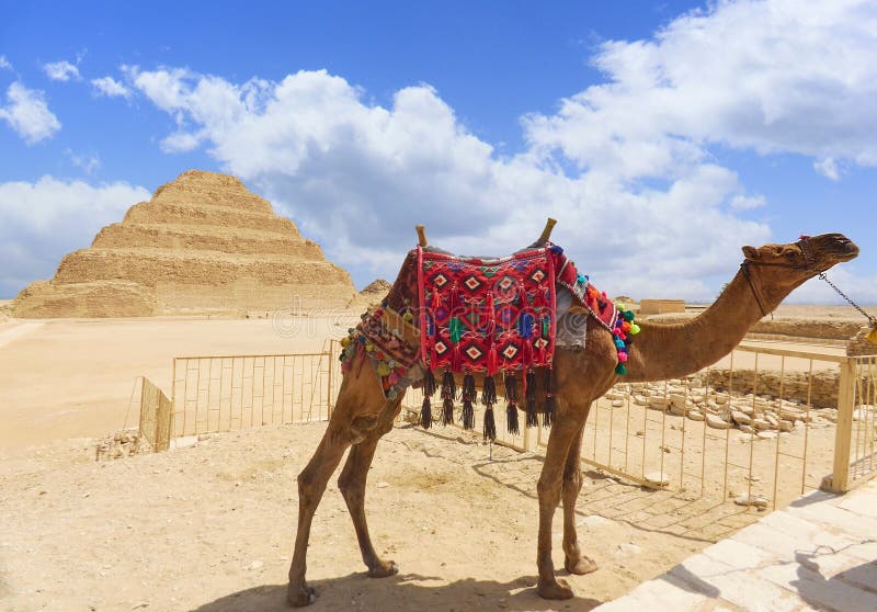 Camel at the Step Pyramid of Djoser and Its Interior Stock Illustration ...