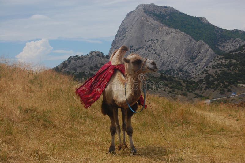 The Camel Stands on a Dry Yellow Grass Stock Photo - Image of yellow ...