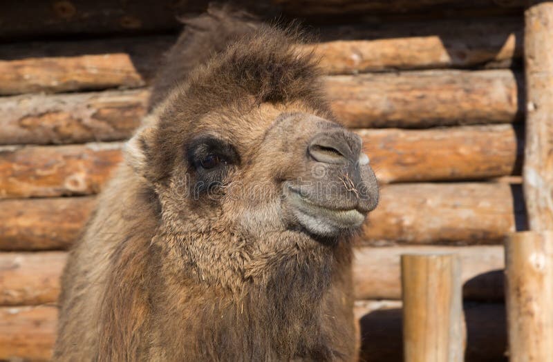 The Camel Stands on Farmstead in the Open-air Cage Stock Photo - Image ...