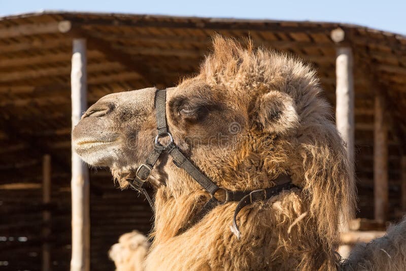 The Camel Stands on Farmstead in the Open-air Cage Stock Photo - Image ...