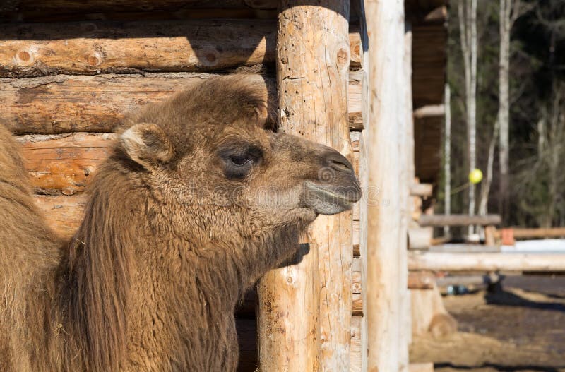 The Camel Stands on Farmstead in the Open-air Cage Stock Image - Image ...