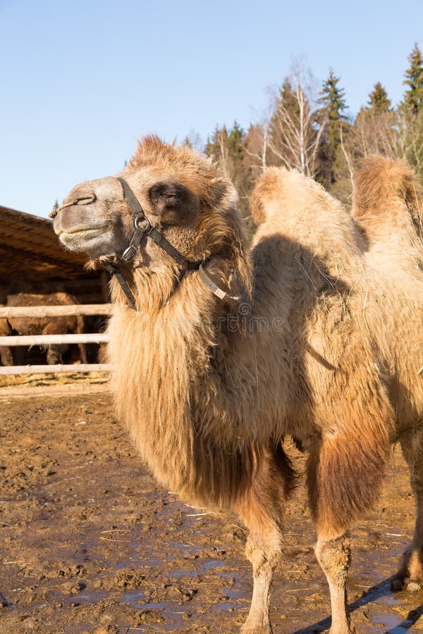 The Camel Stands on Farmstead in the Open-air Cage Stock Image - Image ...