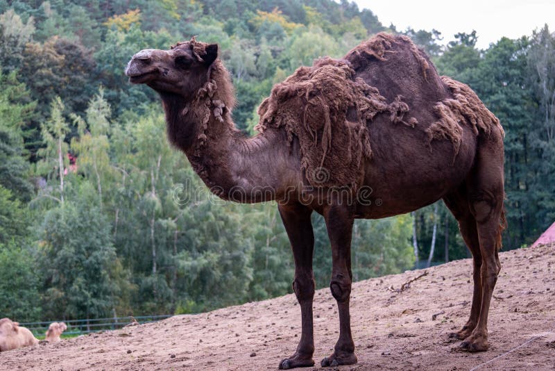 A Camel Stands on a Mountain of One-humped Stock Photo - Image of ...