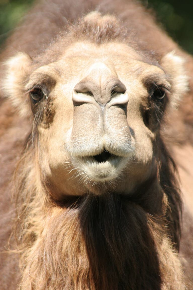 5,519 Funny Camel Stock Photos - Free & Royalty-Free Stock Photos from ...
