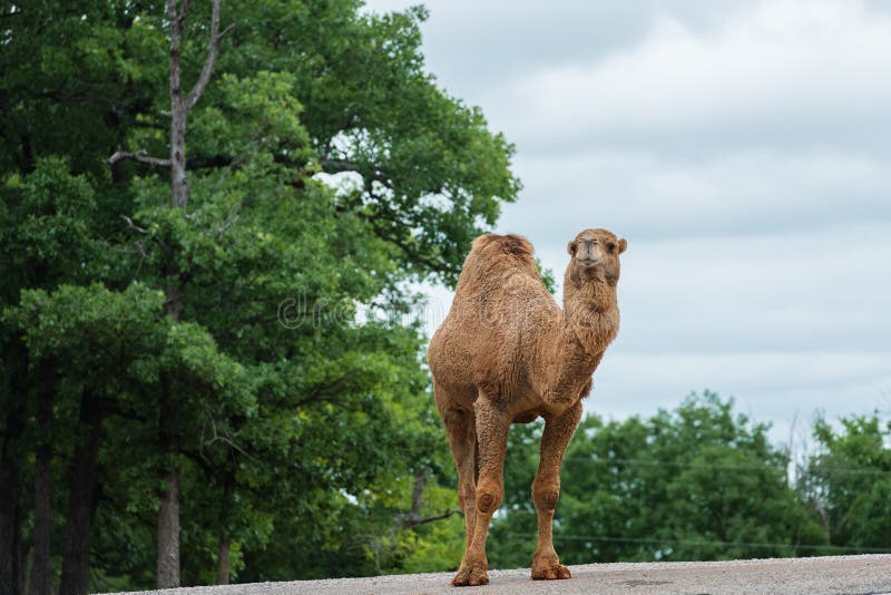 Camel on road desert tree stock photo. Image of landscape - 237307426