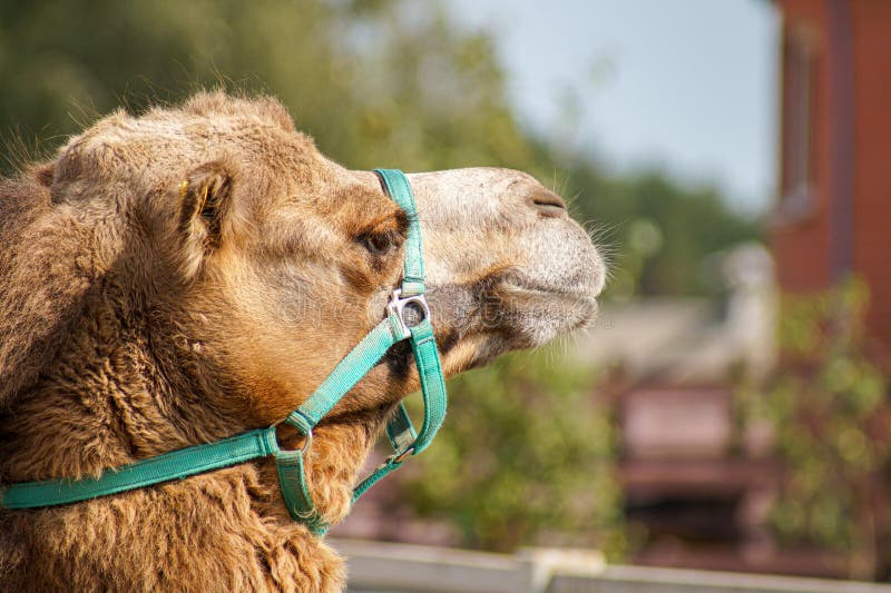 Camel summer stock photo. Image of snout, summer, wildlife - 295465776