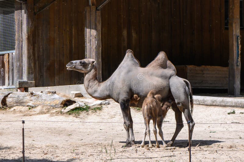 Camel in Summer at the Riga Zoo 2 Stock Photo - Image of africa ...