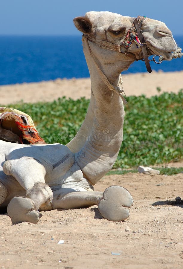 Camel at sun stock photo. Image of animal, danger, exotic - 12679078