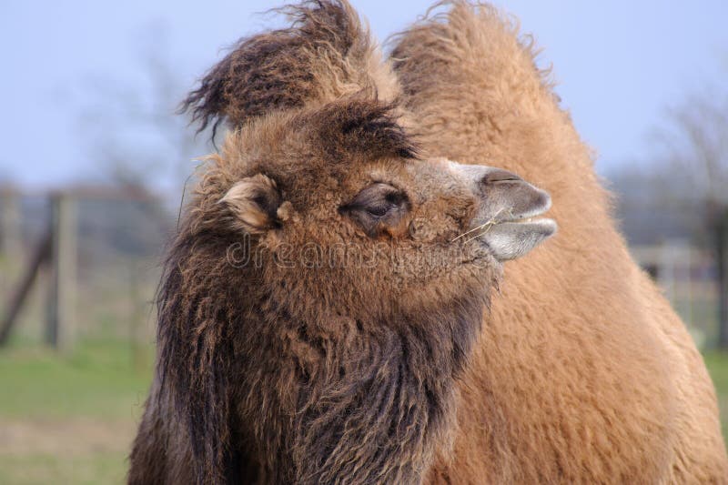 Grumpy Camel Stock Photos - Free & Royalty-Free Stock Photos from ...