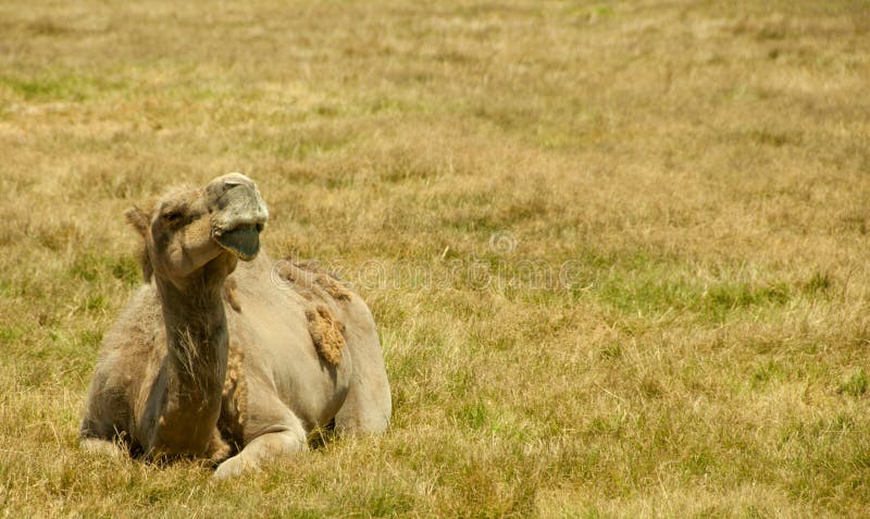 Camel Sun Baking in the Sun Looking Up Stock Image - Image of single ...
