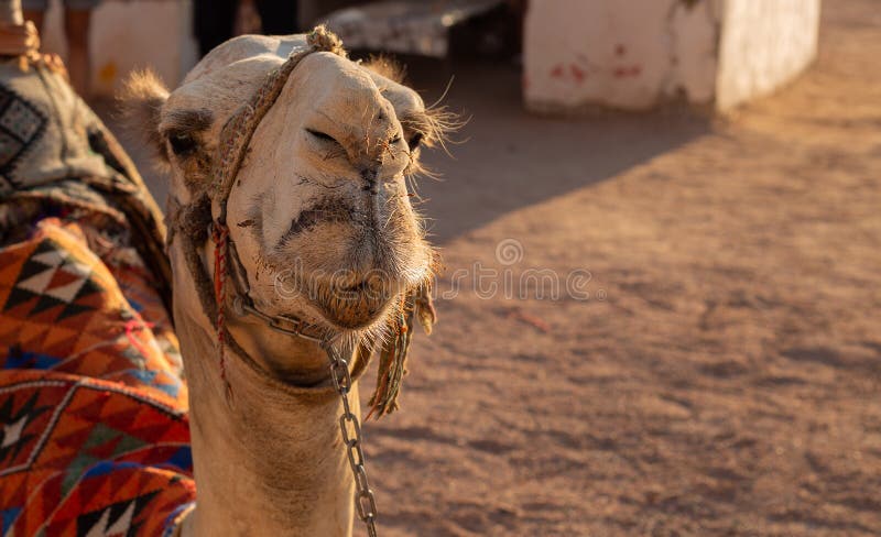 Camel in the sun stock photo. Image of mammal, cute - 227730546
