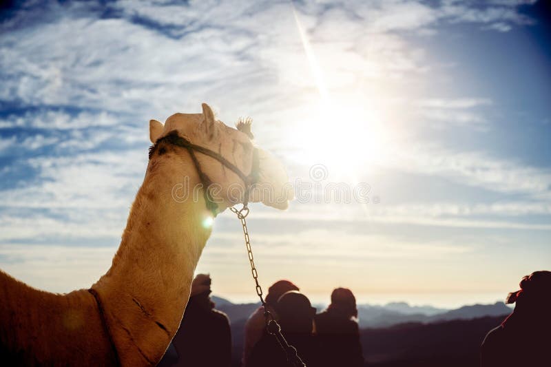 A Camel with the Sun Shining Down on Its Face Behind it Stock Image ...