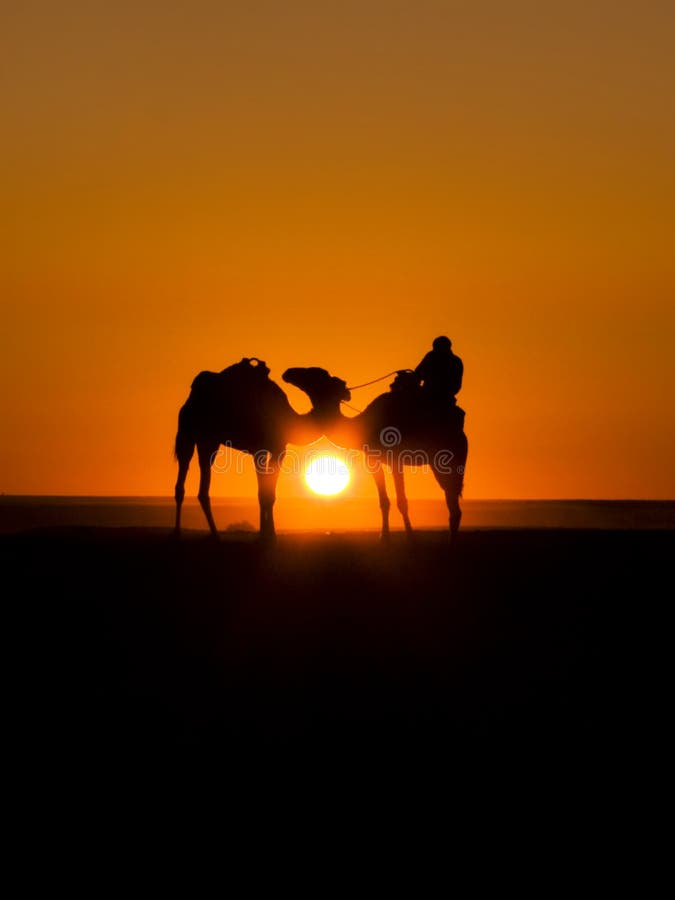 Camels in the Sahara Desert Stock Photo - Image of animals, light: 66447566