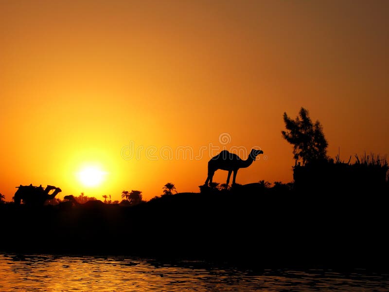 Camel and sunset stock photo. Image of palms, luxor, tree - 7256038