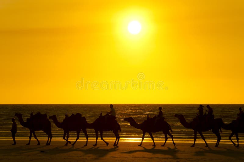 Camel in sunset stock image. Image of tourists, staring - 204113