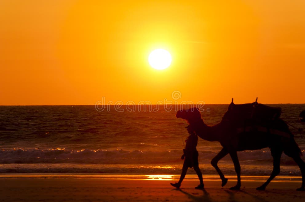 Camel Sunset - Cable Beach - Broome - Australia Stock Image - Image of ...