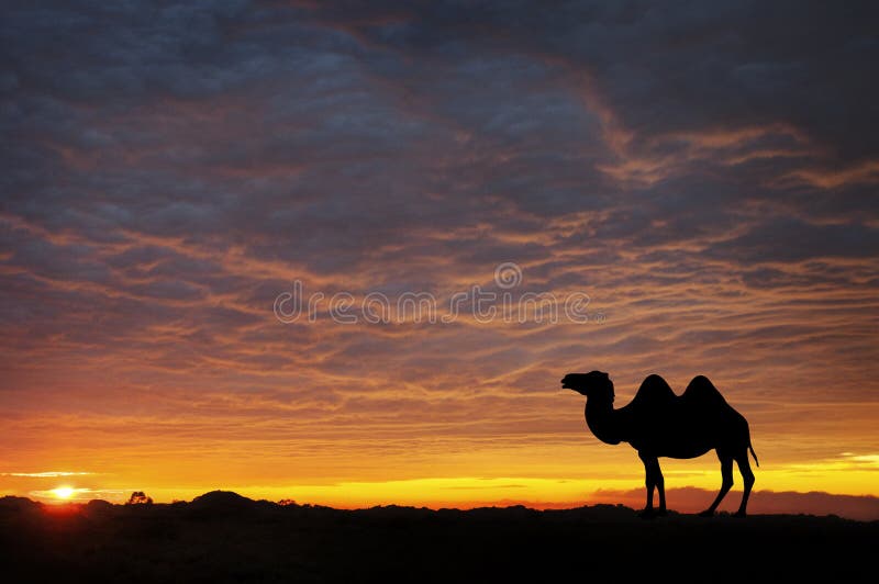 Camel at sunset stock image. Image of evening, national - 45812929