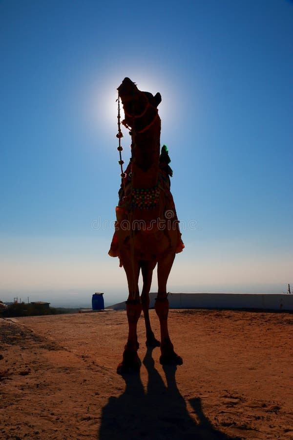Camel and sunset stock image. Image of travel, wildlife - 210436781