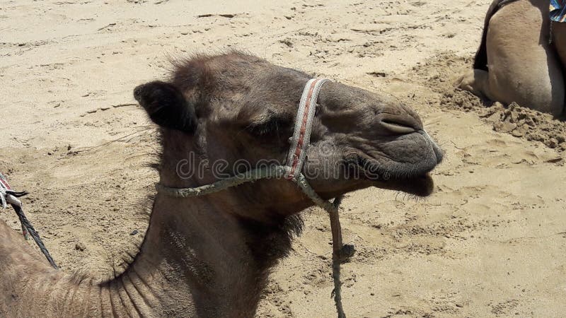 Camel of tangier stock image. Image of good, tangier - 95535769