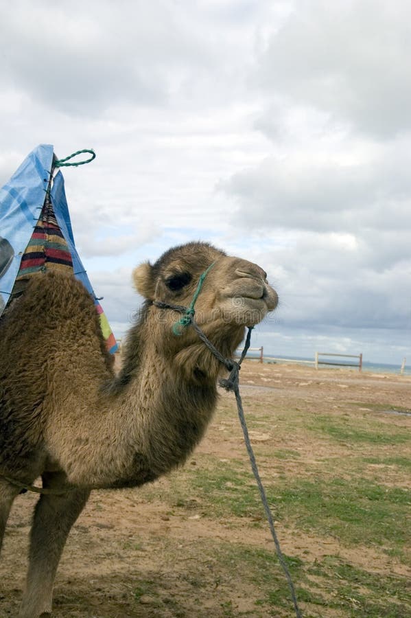 Camel on the Tangier S Beach Stock Image - Image of travel, beach: 20307773
