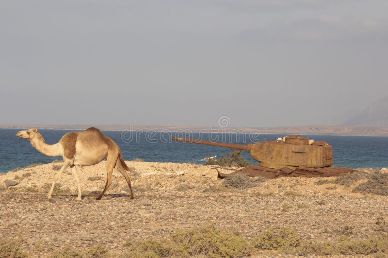 Camel and Tank at Sea Cost of Socotra Island Stock Photo - Image of ...