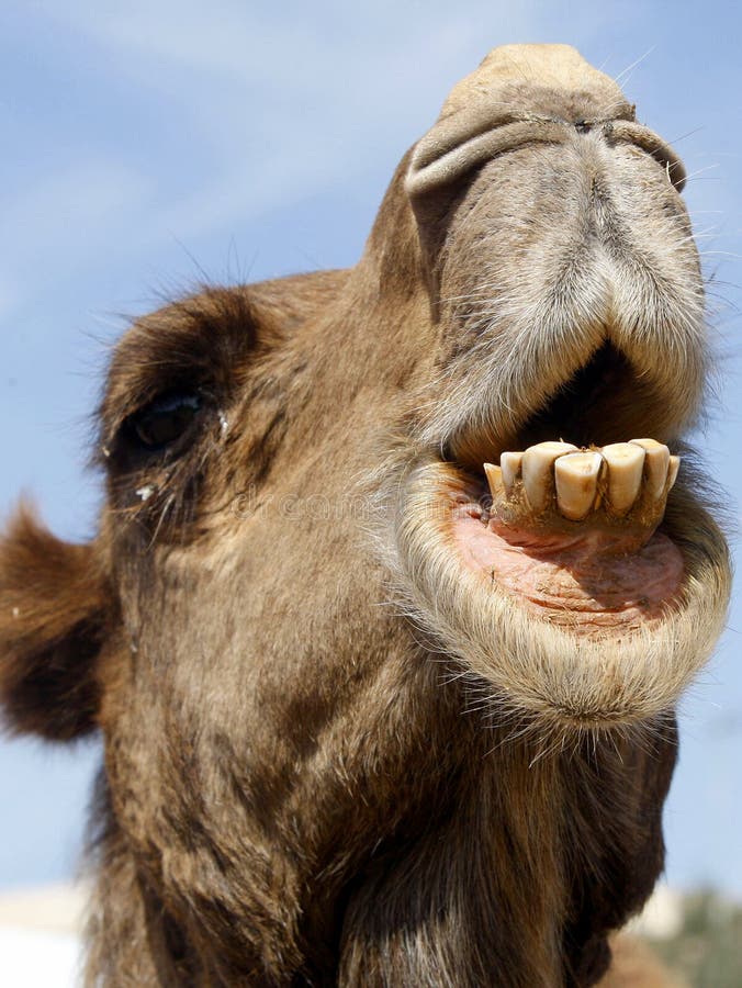 Camel teeth stock image. Image of organ, mane, bovine - 333032931