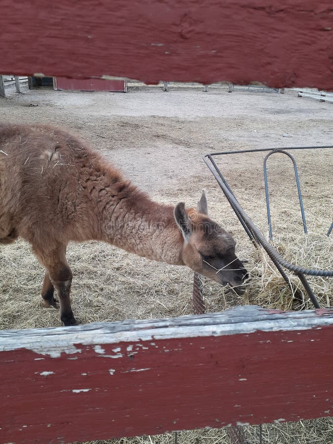 Camel Terry Bison Ranch Cheyenne Wyoming Stock Photo - Image of mammal ...