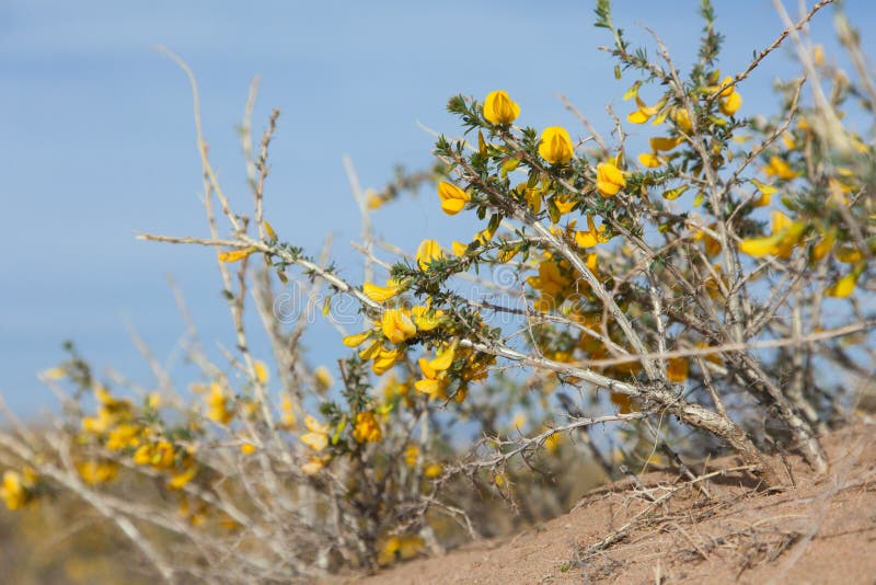 Camel Thorn Blossoms - Wild Flower Background from Africa - Gorgeous ...