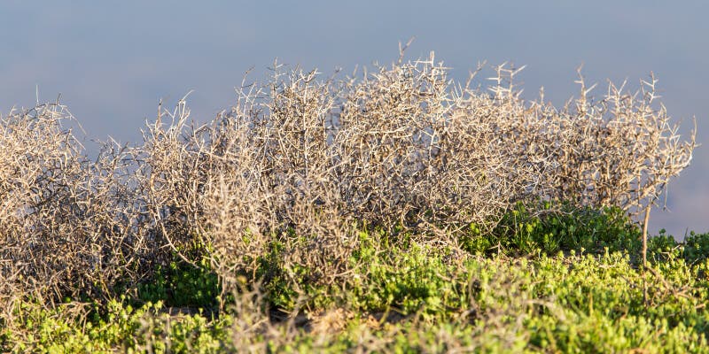 Thorn in the Field after Rain. Stock Image - Image of plant, clouds ...