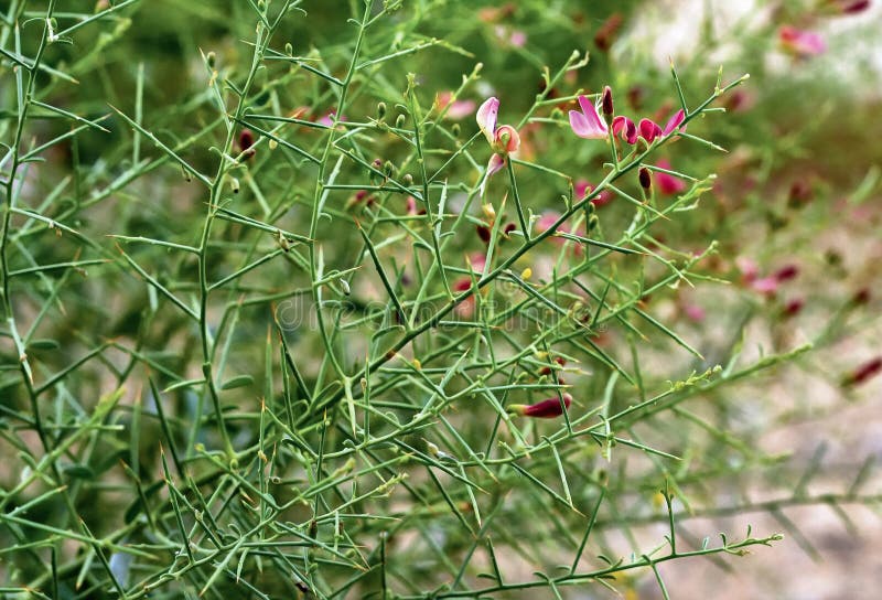 Camel-thorn. stock image. Image of bush, sharpness, edge - 101948737