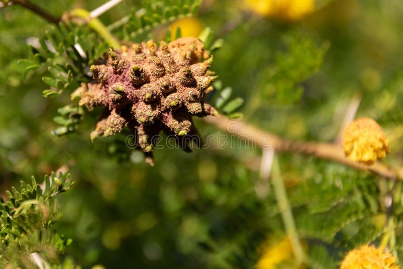Camel thorn tree stock photo. Image of shrub, autumn - 301335628