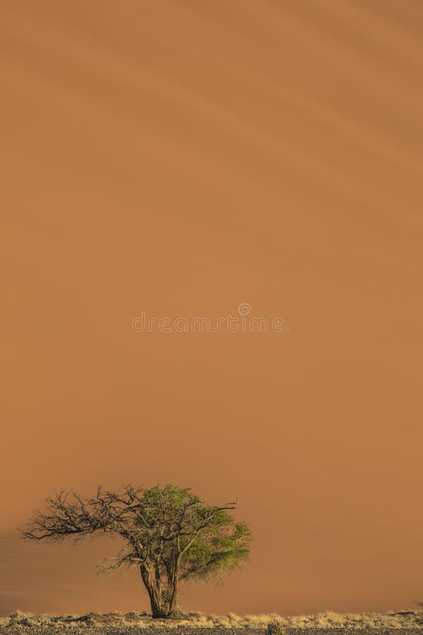 Camel Thorn Tree in Front of Red Sand Dune Stock Photo - Image of ...