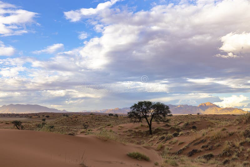 Camel Thorn Tree between Red Sand Dunes Stock Photo - Image of dirt ...