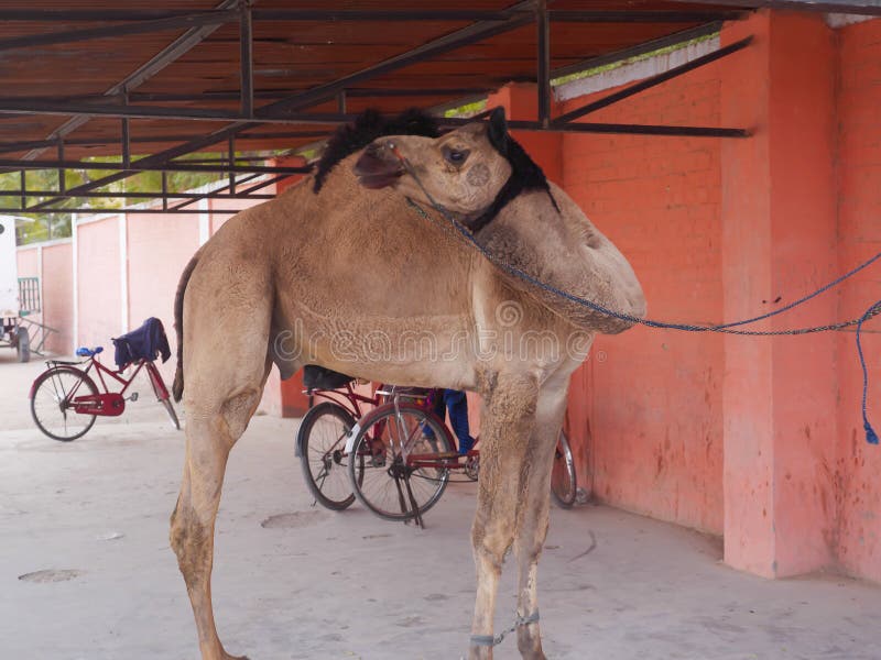 Camel Tied by Rope in Parking Shed. Stock Image - Image of parking ...