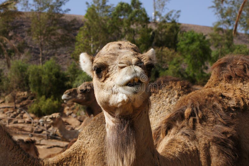 A camel to smooch stock image. Image of maul, dromedary - 84136317