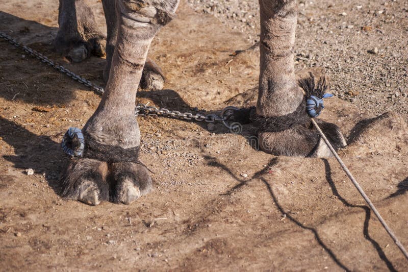 Camel Toes stock photo. Image of mammal, bell, animal - 53853452