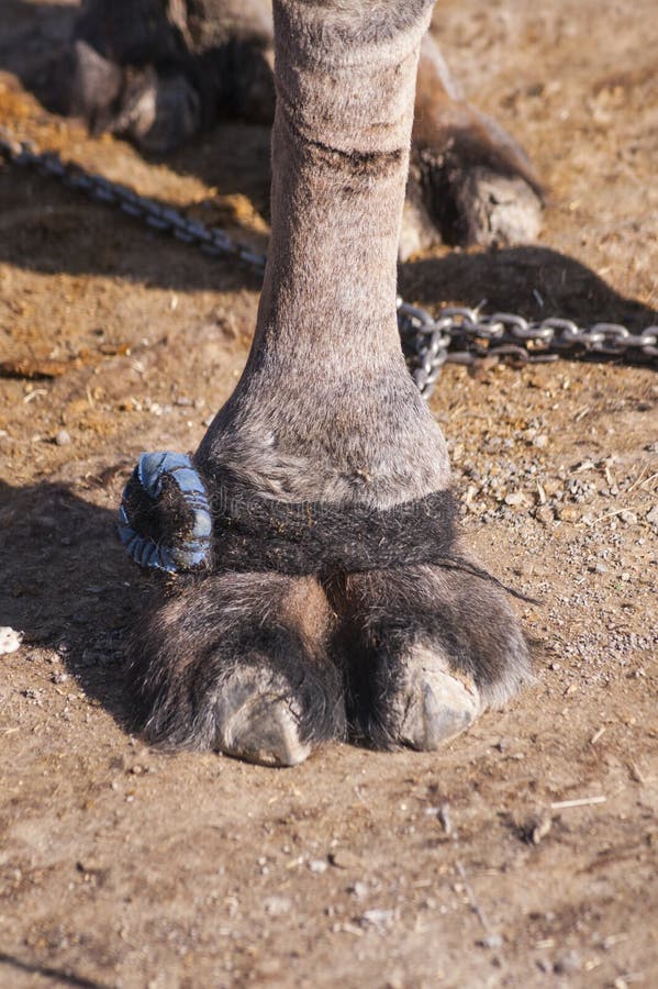 Camel Toes stock photo. Image of mammal, bell, animal - 53853452