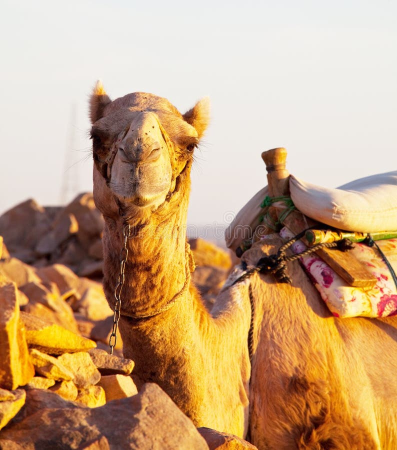 Camel stock photo. Image of domestic, sand, castle, sunny - 54162738