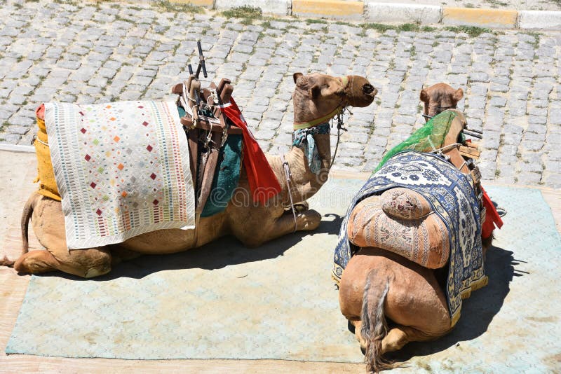 Camel stock photo. Image of farm, mount, grass, farmer - 127808564