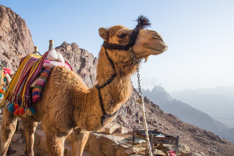 644 Camel Top View Stock Photos - Free & Royalty-Free Stock Photos from ...