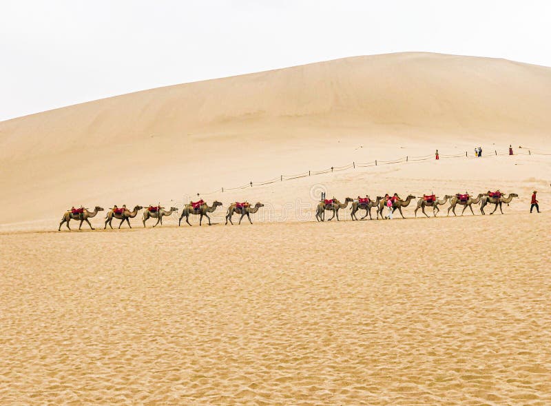Camel Tourism in the Desert Editorial Stock Image - Image of historic ...
