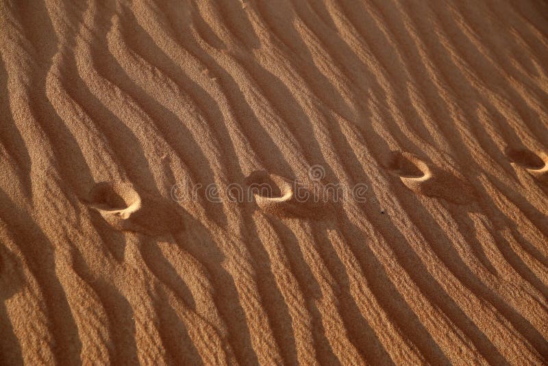 Camel Tracks in Sand Dunes, Oman Stock Photo - Image of camel, oman ...