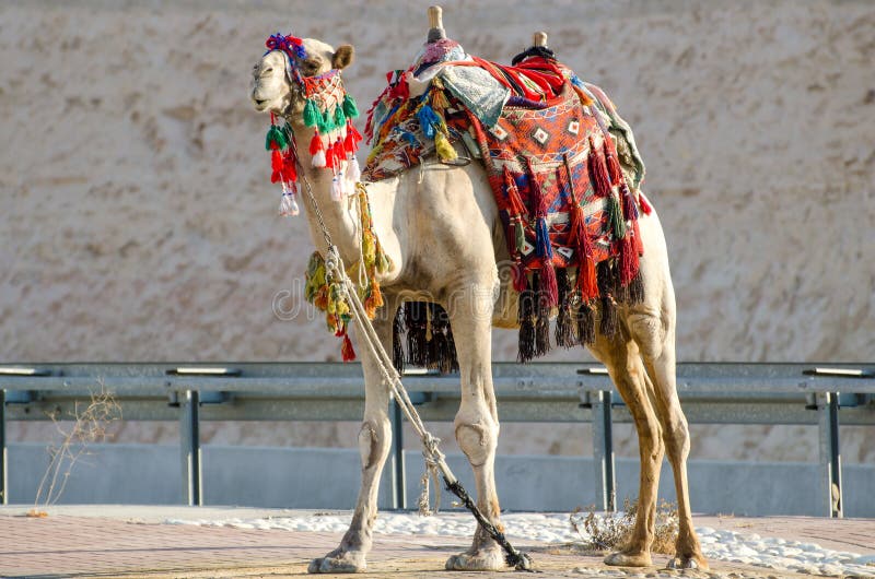 Camel traditional stock image. Image of animal, dromedary - 42308099