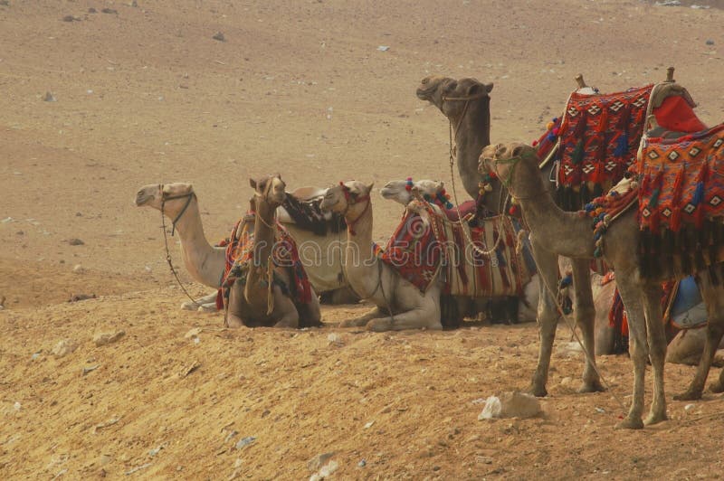 Camel train stock image. Image of egyptian, morocco, emirates - 11702077