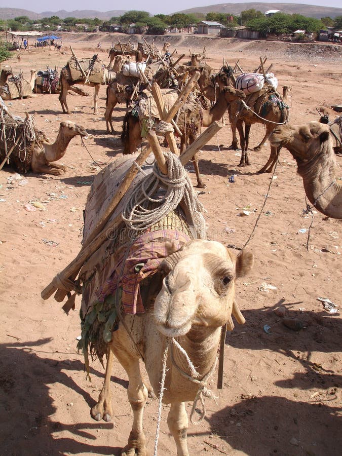 Camel Train stock image. Image of toes, back, desert - 29272525